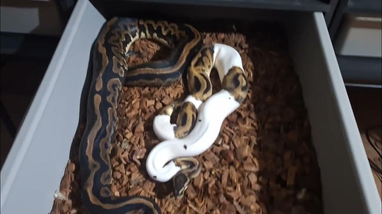 Identify a ball python lock. - YouTube