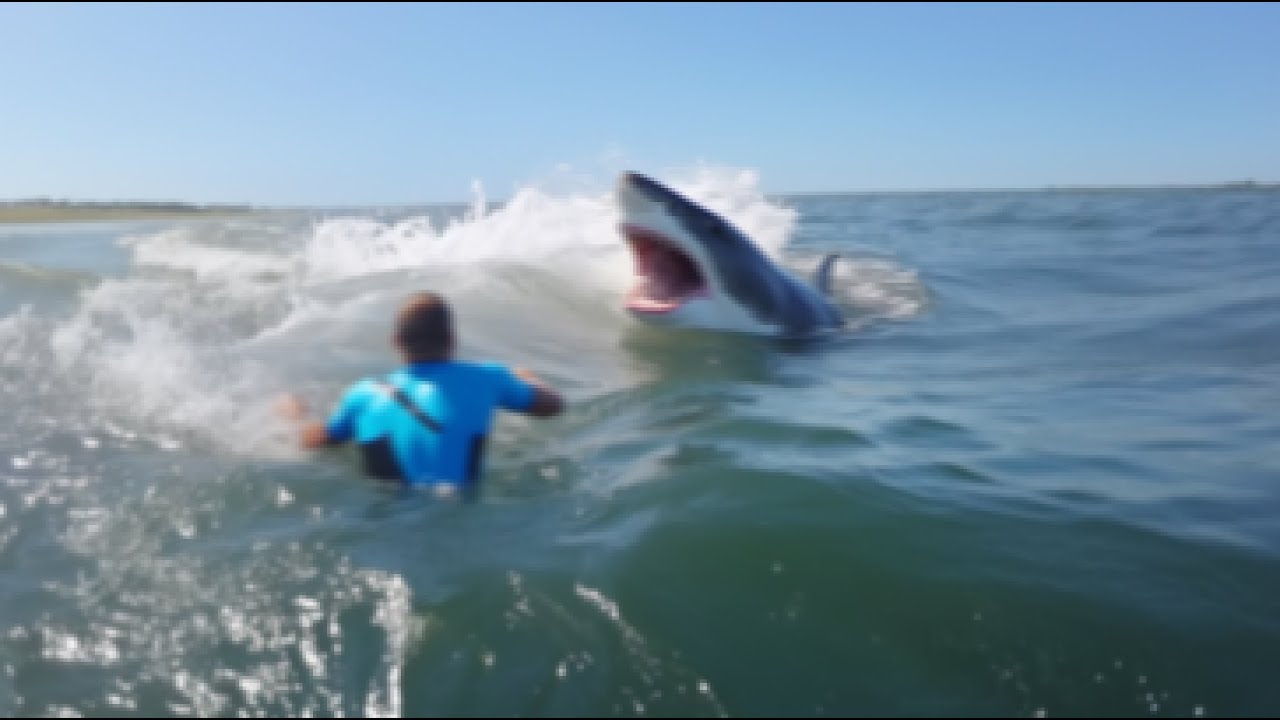 One of the WORST Tiger Shark Attacks of All Time! - YouTube