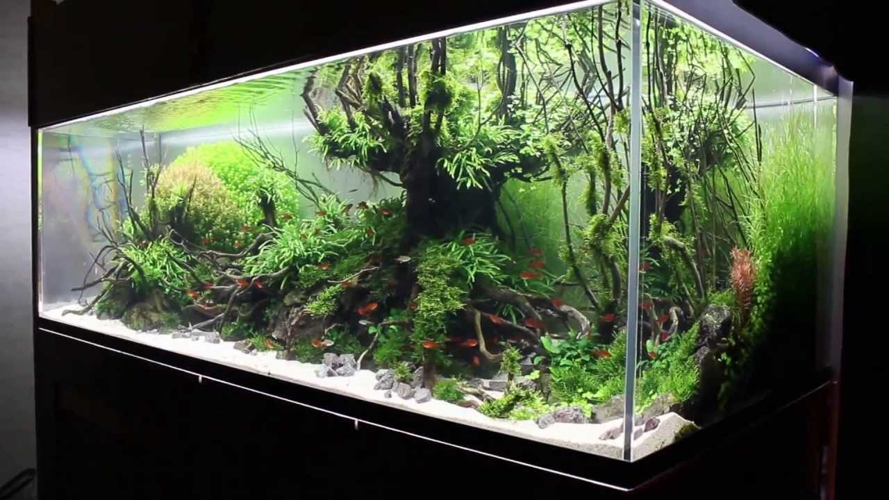 The International Aquatic Plants Layout Contest 2013 No.36 「LAPUTA ...