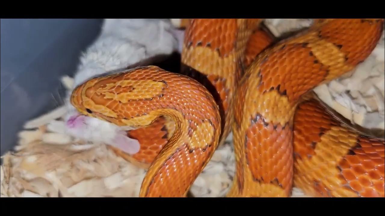 Corn Snake Eats Live Mouse - Warning Live Feeding - YouTube