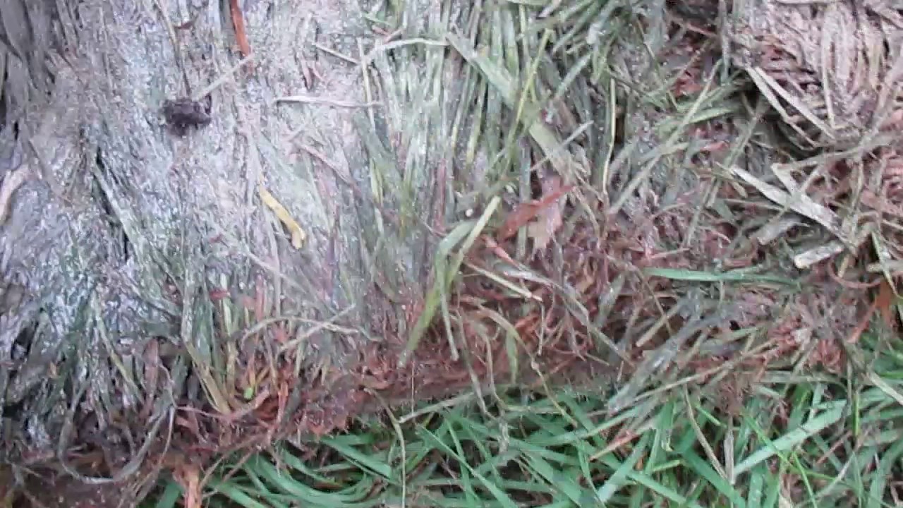 Bad Sod Lawn Repair Clear Spring MD Washington County MD - YouTube