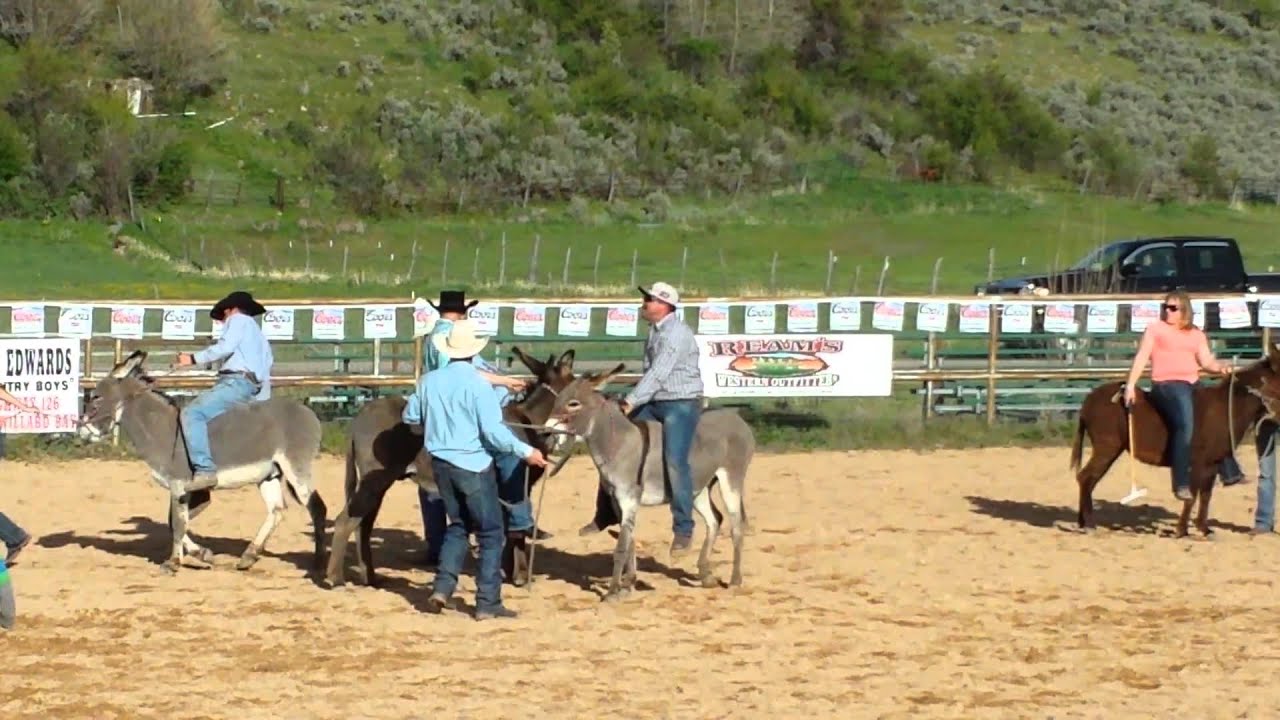 Donkey polo at Dirty Rotten Buckers futurity. - YouTube