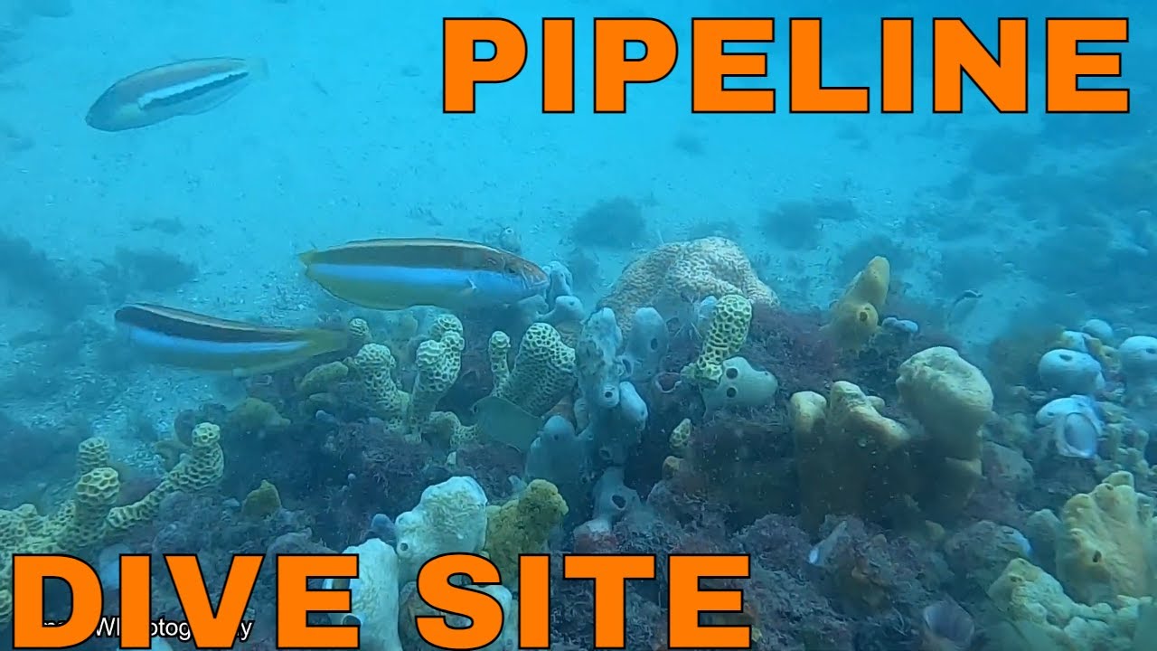 SCUBA DIVING PIPELINE DIVESITE NELSON BAY - YouTube