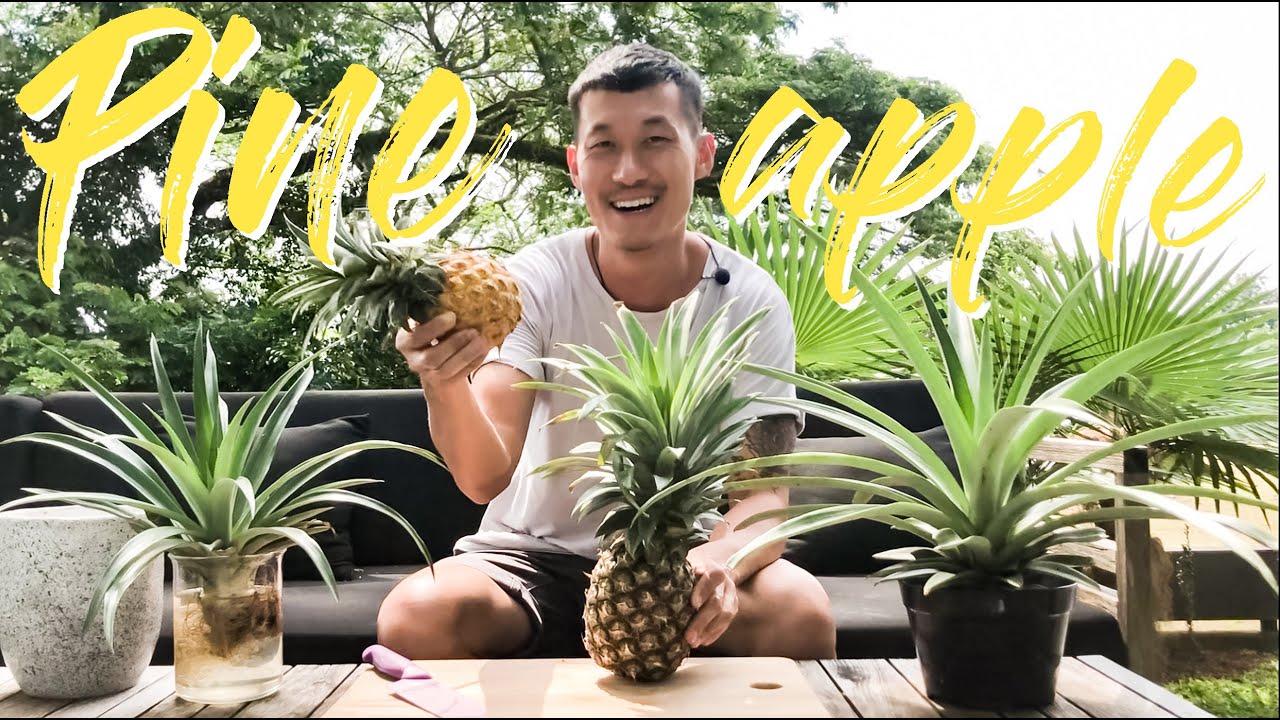 How to propagate and care for Pineapple plant for free (from fruit tip ...