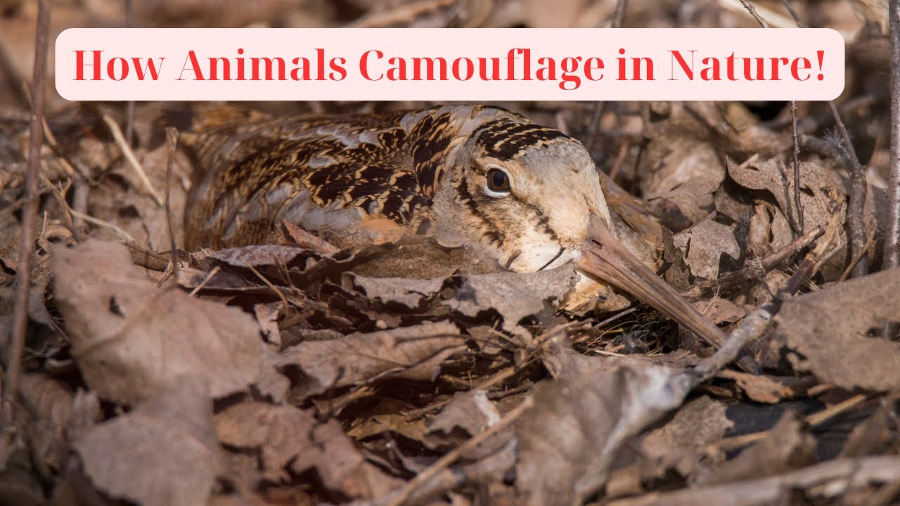 How Animals Camouflage in Nature! #animal #wildlife #animalkingdom ...