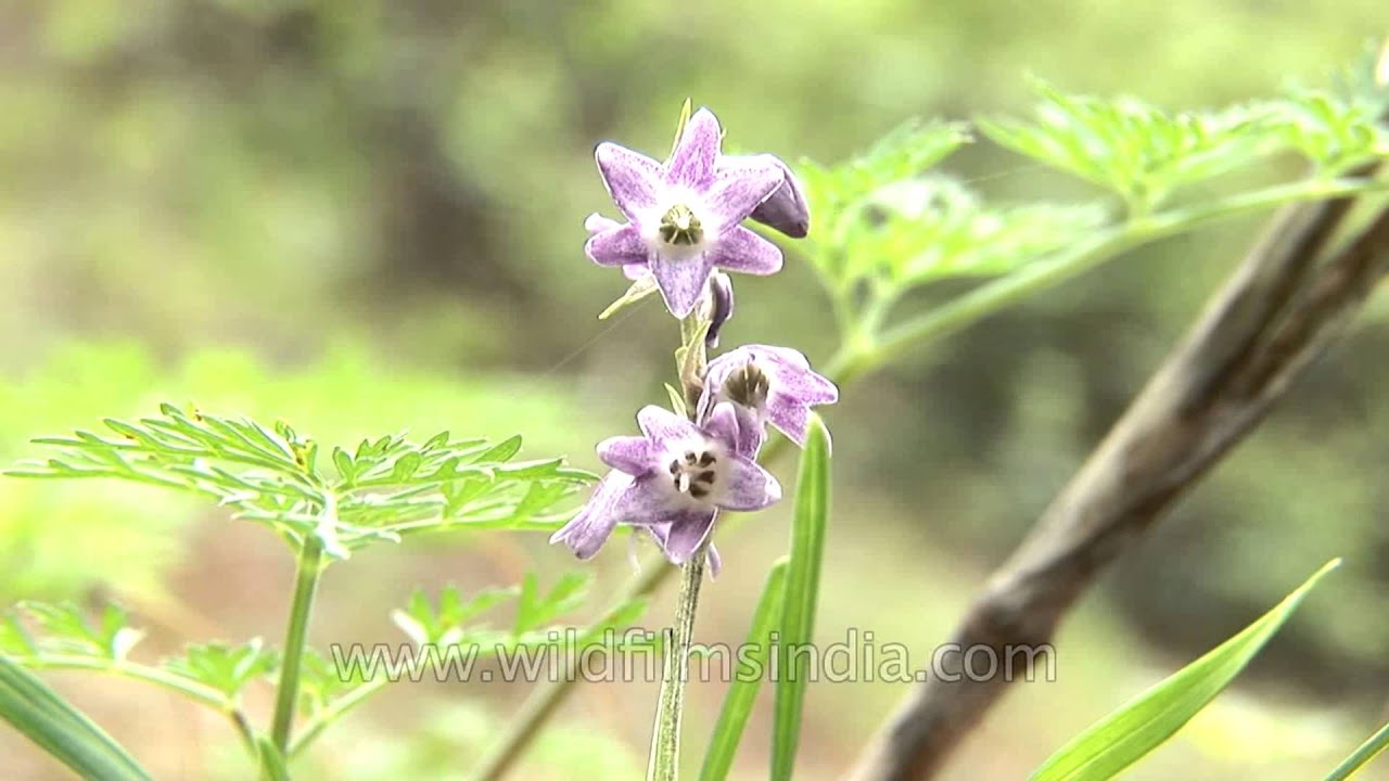 Bhutan kurjey festivals flowers hdv tape 10 4 9 - YouTube