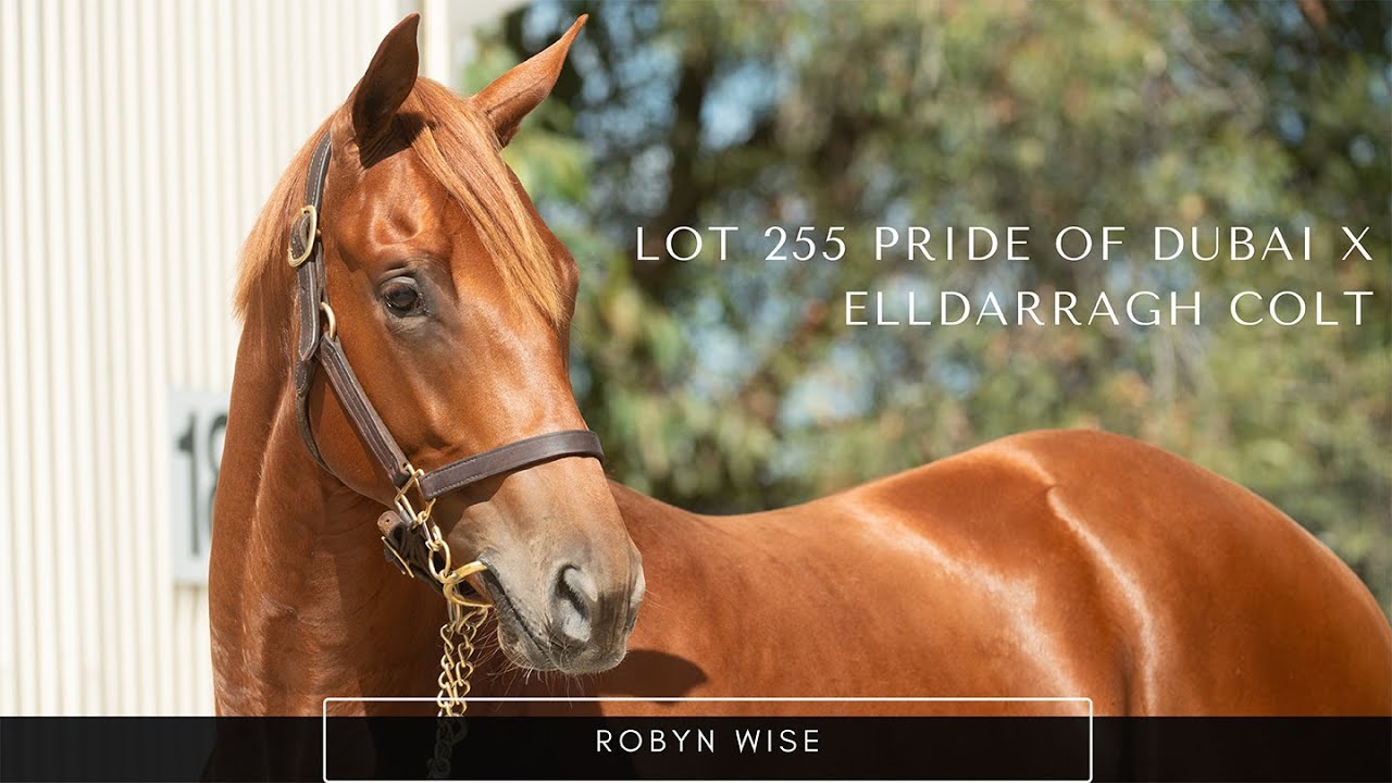 Lot 255 Pride of Dubai x Elldarragh Colt from Robyn Wise - YouTube
