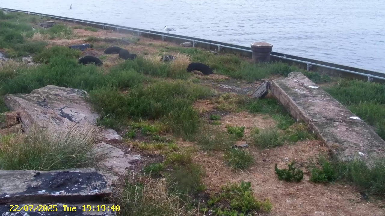 Lough Neagh: Torpedo Platform☀️21/07/25 - YouTube