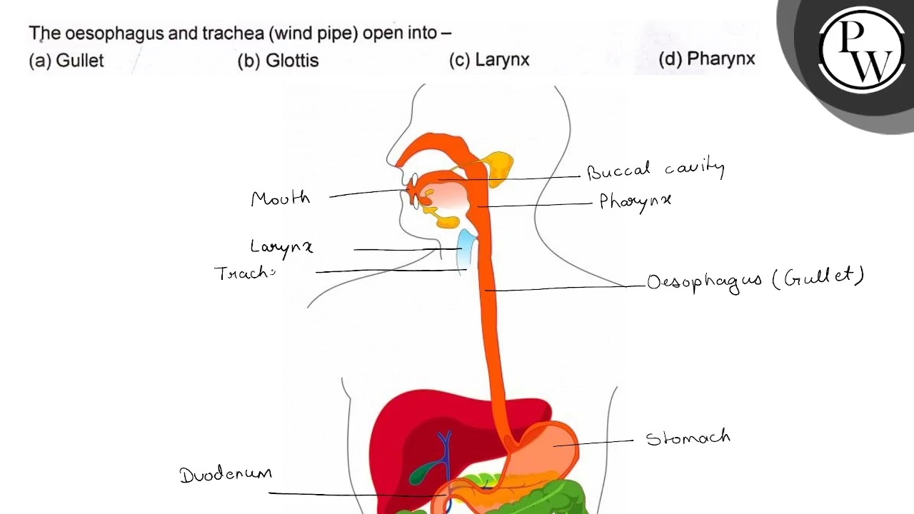 Oesophagus And Trachea Diagram