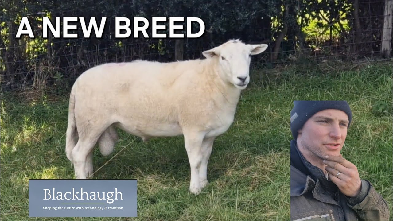 Chevease sheep! Blackhaugh Farm Tup Sale. Wool shedding genetics! Did ...