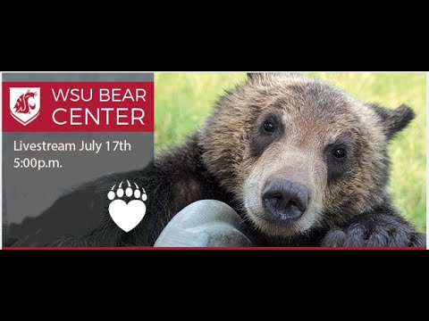 Bear Conservation and Research at Washington State University - YouTube