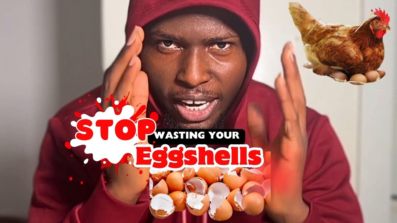 The Secrets Behind Eggshells Revealed | Discovery - YouTube