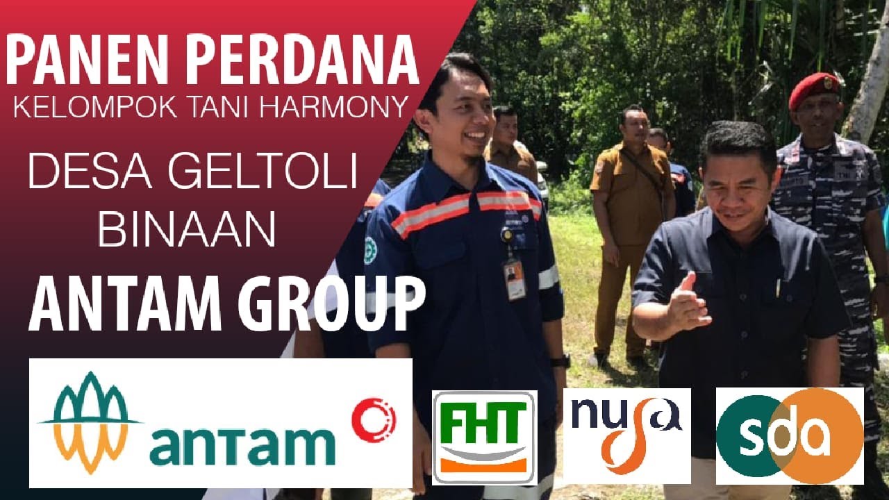 Panen Raya Perdana Kelompok Tani Harmony Binaan Pt. Antam. Tbk - YouTube