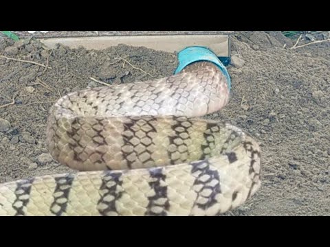 Easy snake trap near palm tree with carabao shell - YouTube