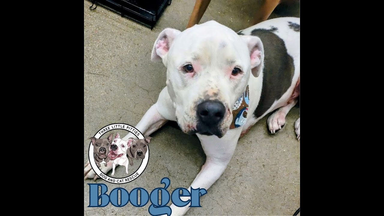 Booger Boogie Sweet and Snugglie- Three Little Pitties Rescue - YouTube