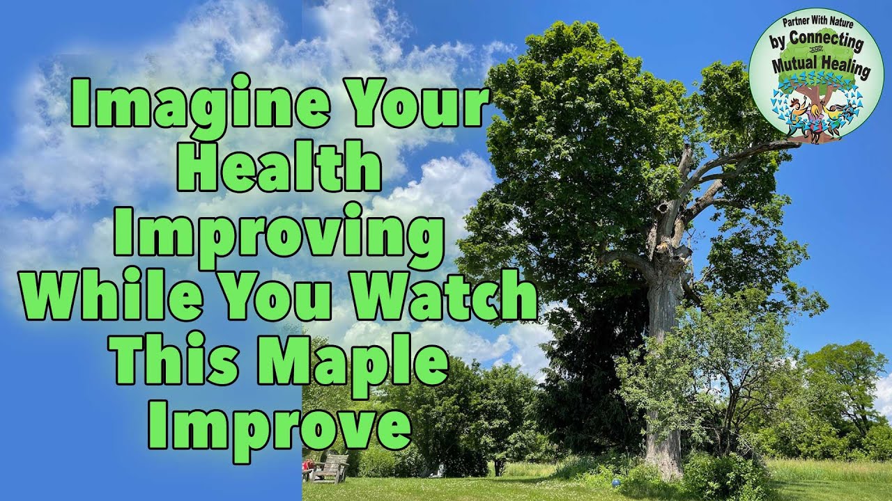 Imagine Your Health Improve While You Watch this Maple Improve - YouTube
