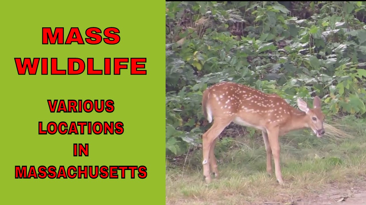 Massachusetts Wildlife ~ New England Wildlife ~ Summertime - YouTube