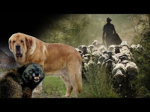 MASTIM ESPANHOL - YouTube