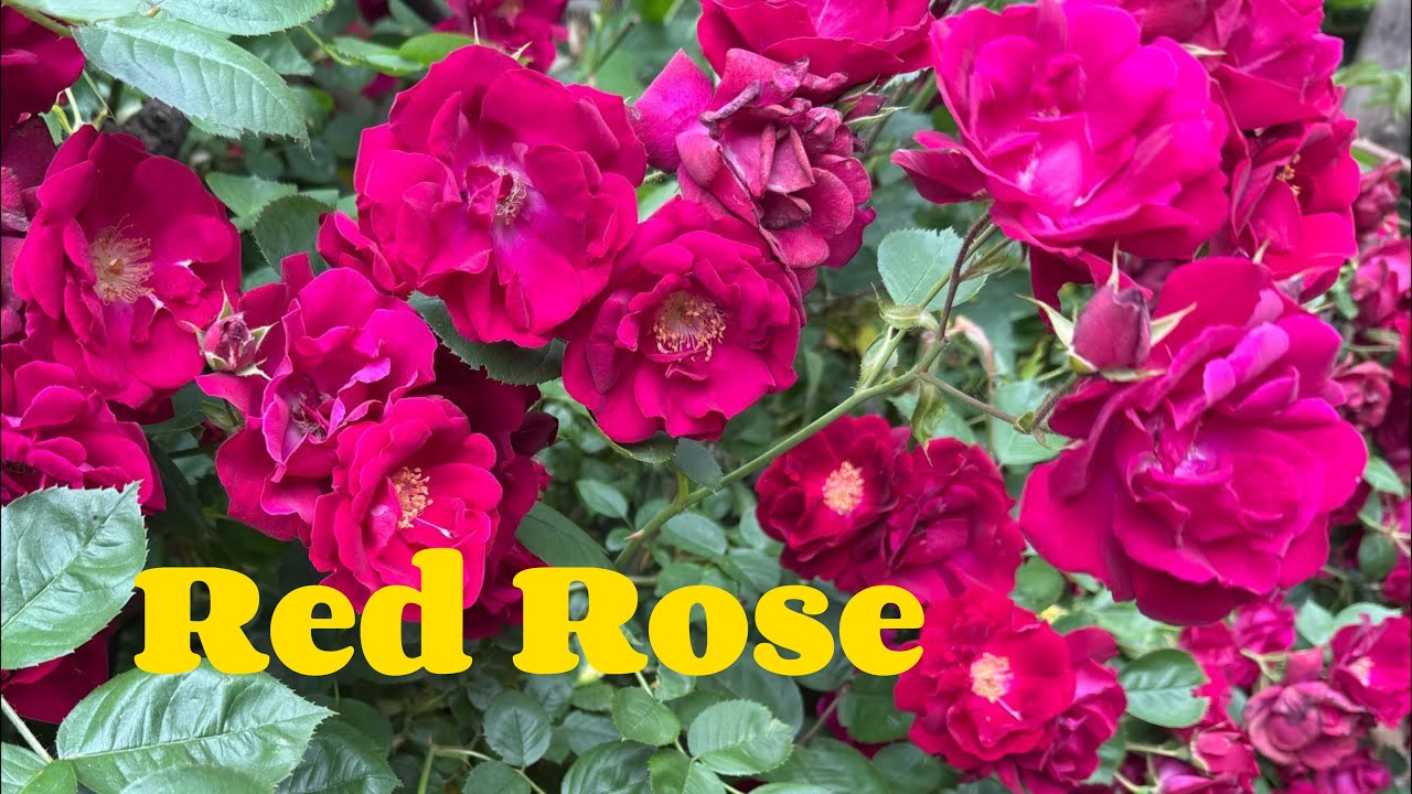 Red Red Roses of my garden-2025 - YouTube