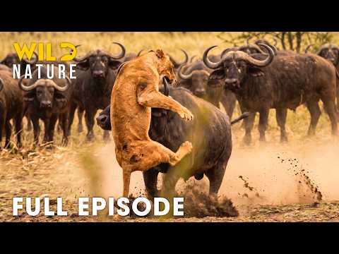 WILD SAVANNA | Africa's Greatest Fights for Survival (Full Episode) | Wildlife Documentary