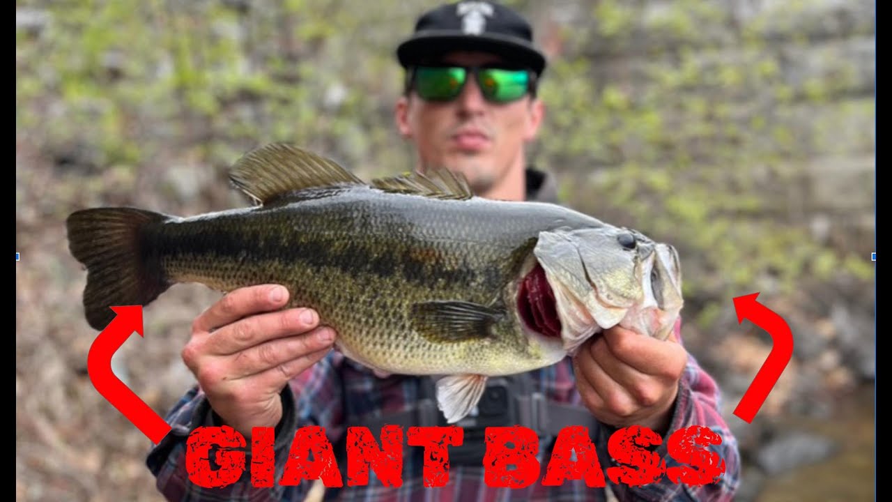 WACHUSETT Reservoir TROPHY Bass Hunting With GIANT Swimbaits - YouTube