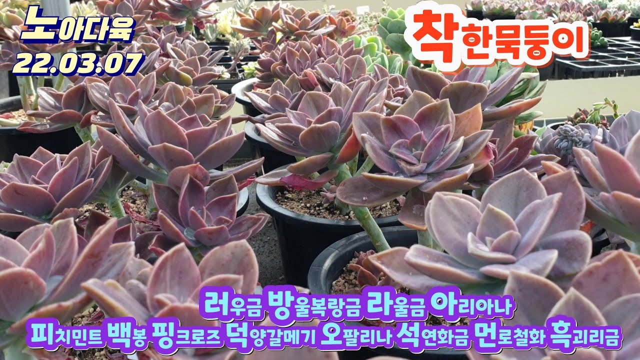 노아다육6탄묵은둥이피치민트백봉핑크로즈꽃피는염좌오팔리나석연화금흑괴리금먼로철화크리스탈로즈러우금골드젤리아리아나