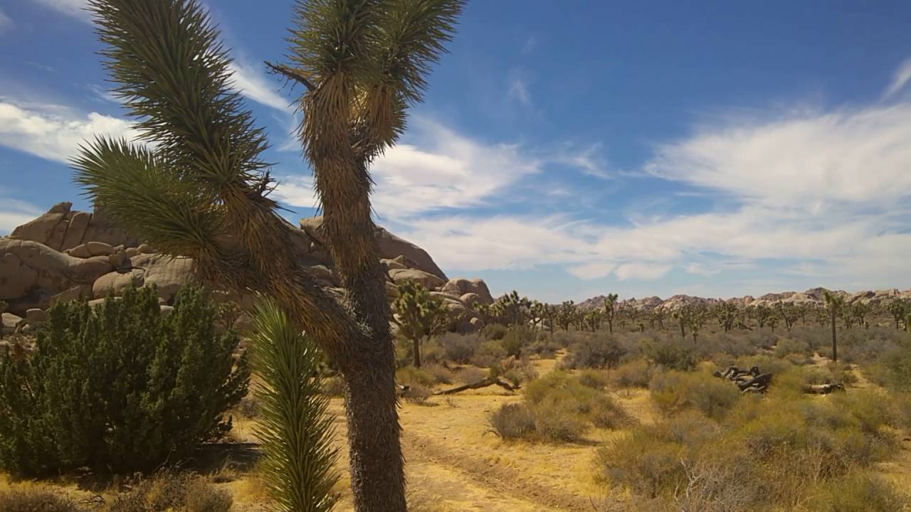 Senora National Park from gta 5 in real life (Joshua tree - national ...