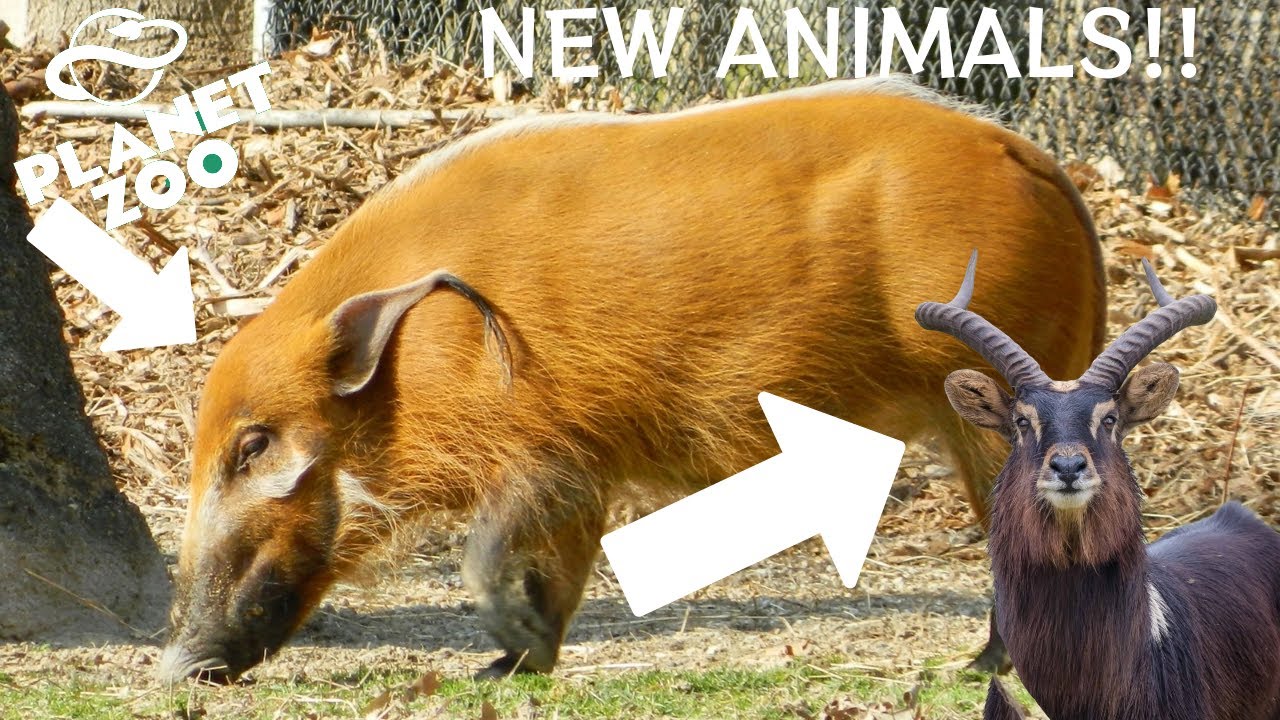 ADDING TWO BRAND NEW ANIMALS TOO THE ZOO!! || PLANET ZOO - YouTube