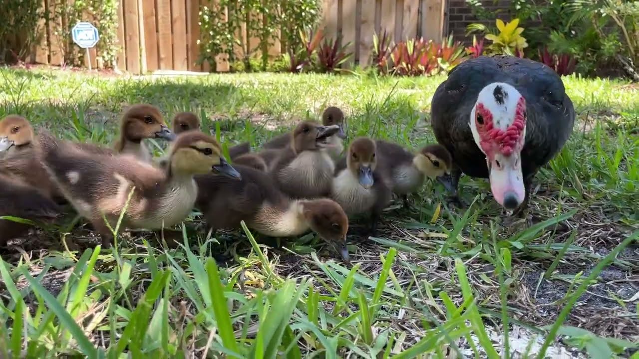 Quacker Oats fuzzball feast - YouTube