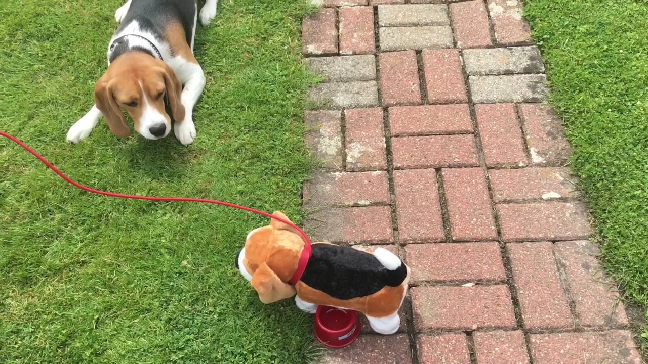 Meet a Beagle - Lennox Luis and Pipi Max - YouTube