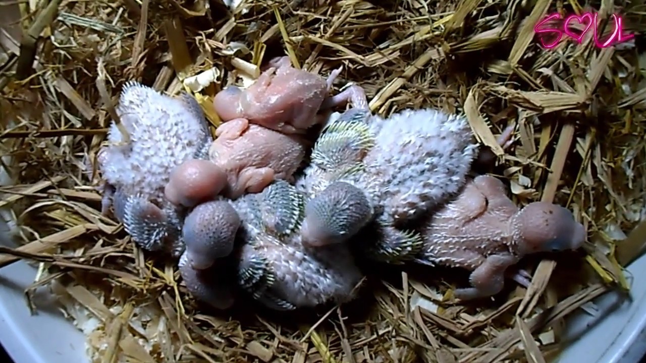 Baby Parakeets Stages Growth_PERÚ - YouTube