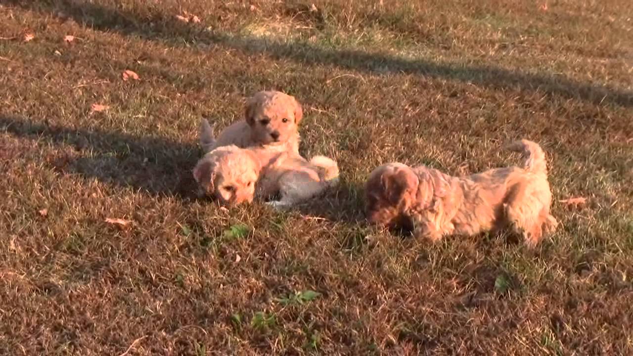 Bichon poodles by a Bichon Poodle breeder in Iowa - YouTube