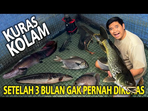 KURAS KOLAM SETELAH 3 BULAN GAK DIKURAS! SEMUA IKAN SUDAH SEBESAR INI! HARUS EVAKUASI BIAR GAK GIGIT