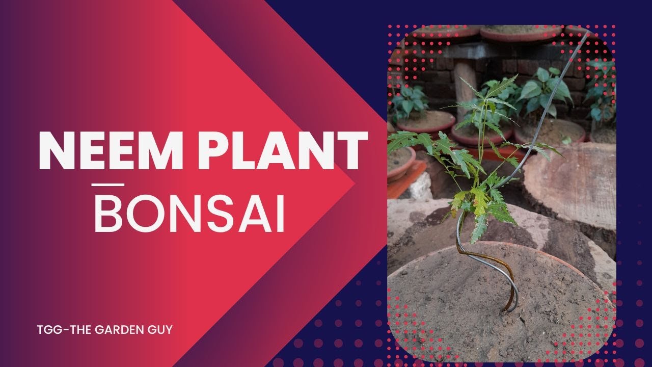 Neem bonsai making. Cooling effect plant. - YouTube