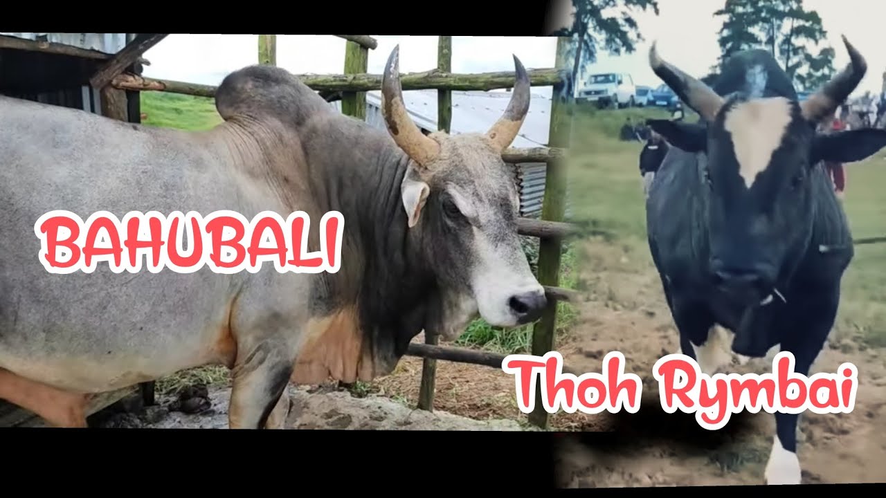 Bahu bali vs Thoh rymbai - YouTube