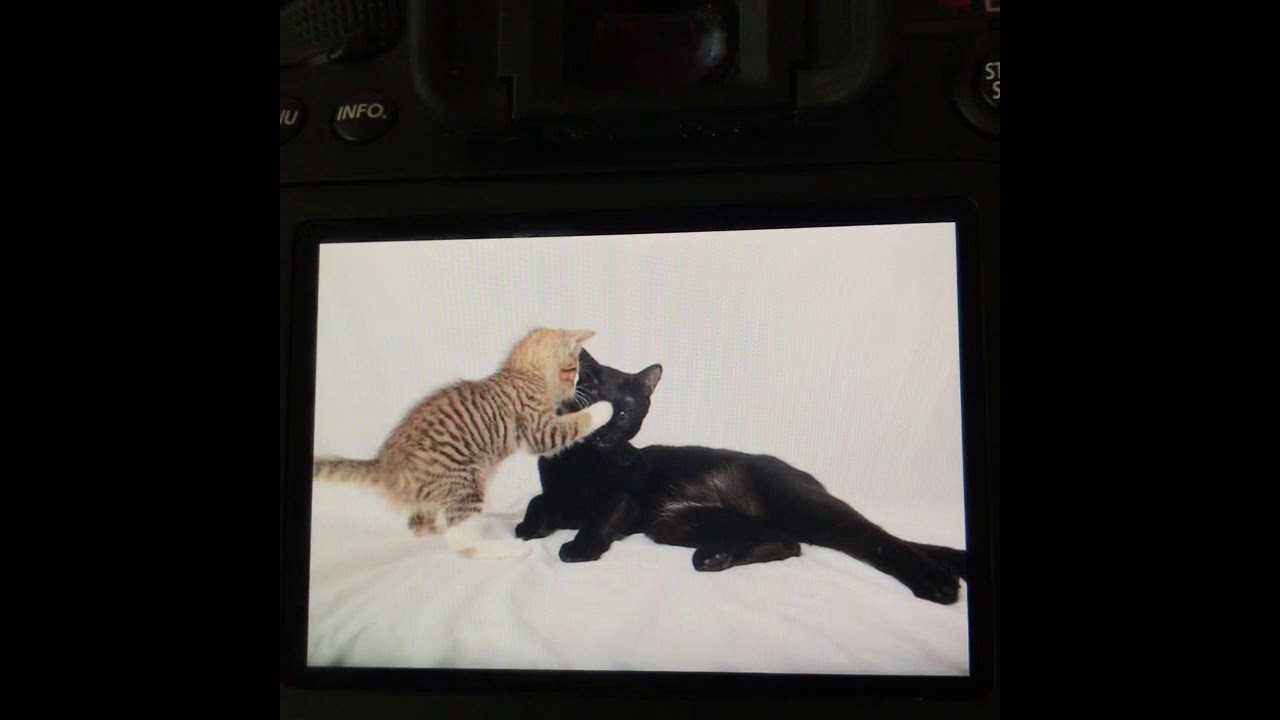 Kitty attack in the raw - YouTube