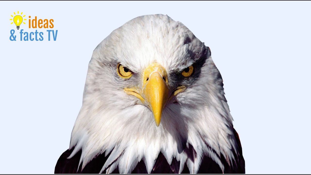 9 INSPIRING LESSONS FROM THE EAGLE || SPIRIT OF CURIOSITY || IDEAS ...