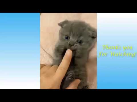 Ev Heyvanlarının Şirin Və Gülməli Anları