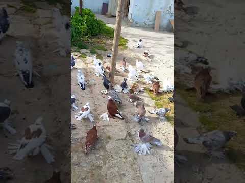 #goyercin #goyercinler #bilesuvar 070 663 61 01