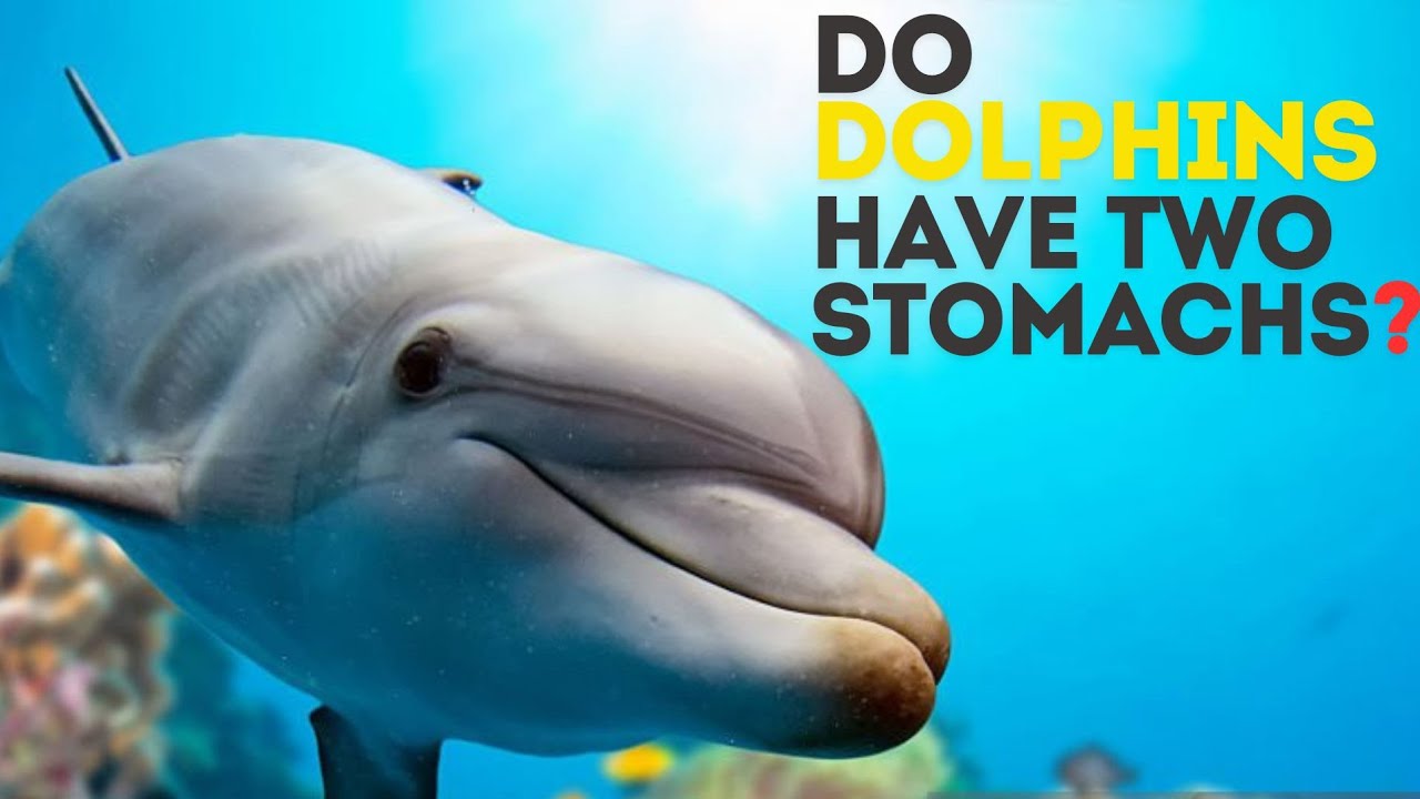 Top 10 Facts About Dolphins You Never Knew| Dolphins Intelligence | Interesting Dolphin Facts ...