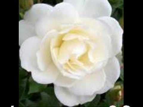 ۩ sertac tacses  GÜLÜM ♫♪♫♪♫♪♫♪ eskil aksaray