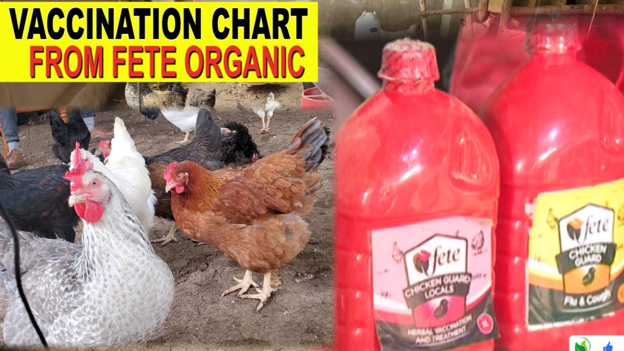Poultry Farming:Vaccination Chart For Administering Chicken Poultry Guard With Ddungu Josehp ...