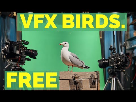 (8K) Free VFX Bird Stock Footage Assets! - YouTube