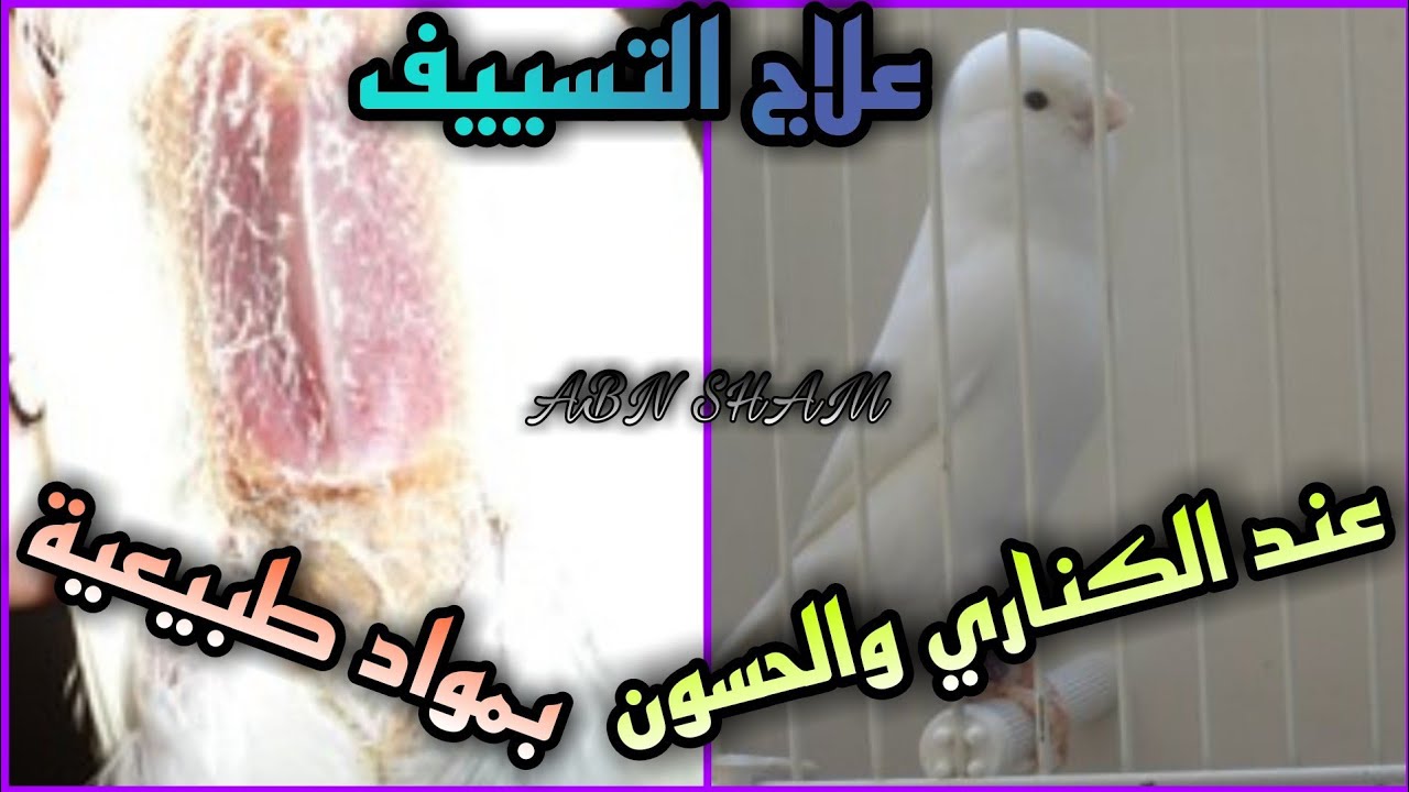 علاج التسييف طبيعي اسبابه وعلاجه عند الكناري والحسون Youtube
