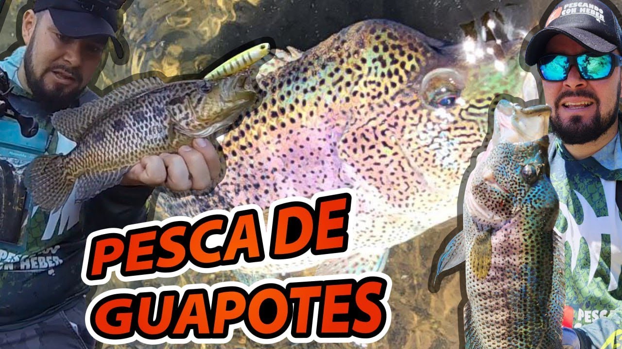 Pesca de Guapotes en Guanacaste Costa Rica || 5ta fecha de Torneo ...