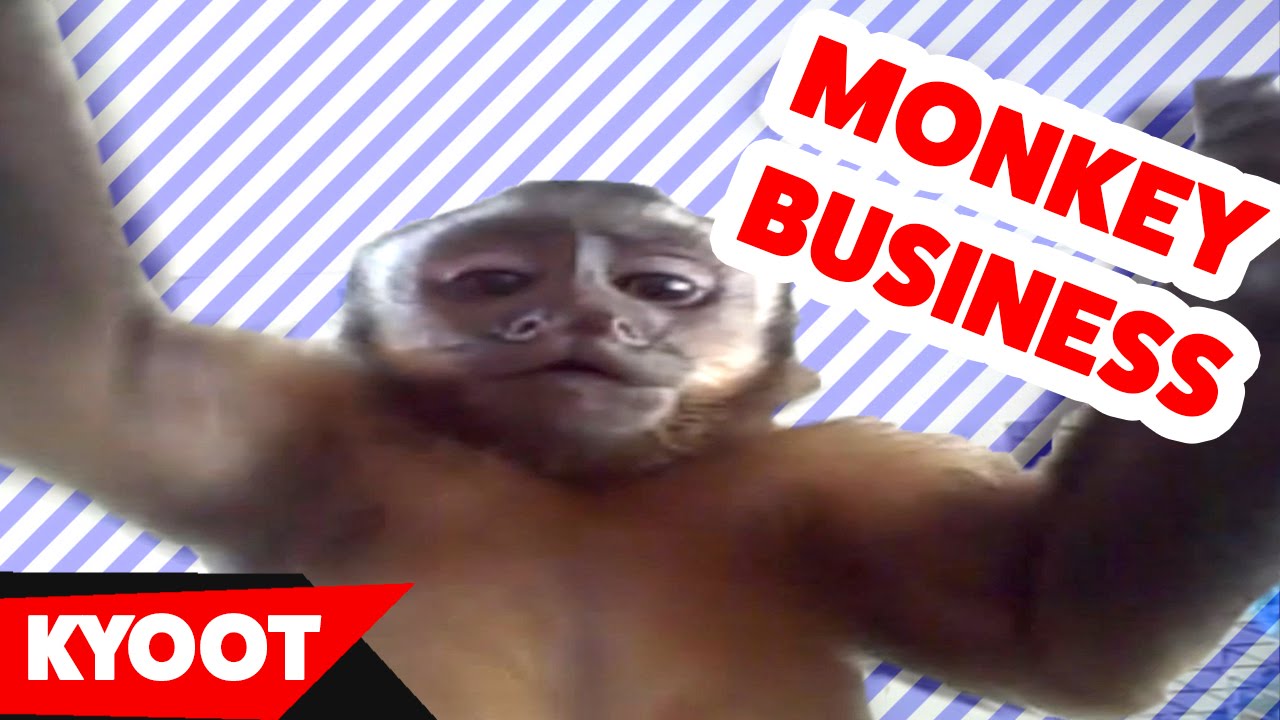 The Funniest Monkeys Ever! | Kyoot Animal Compilation - YouTube