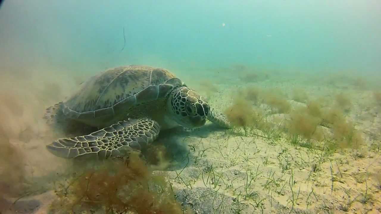 GoPro-St. Thomas Turtle Adventure - YouTube
