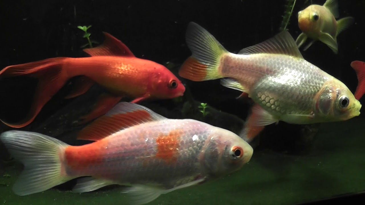 Guldfisken är dammfisk och akvariefisk - YouTube