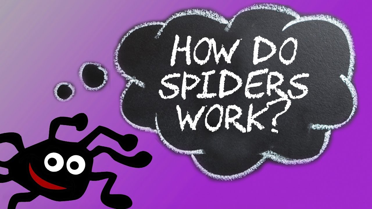 How do spiders work? Everything you (didn't) want to know about spider ...