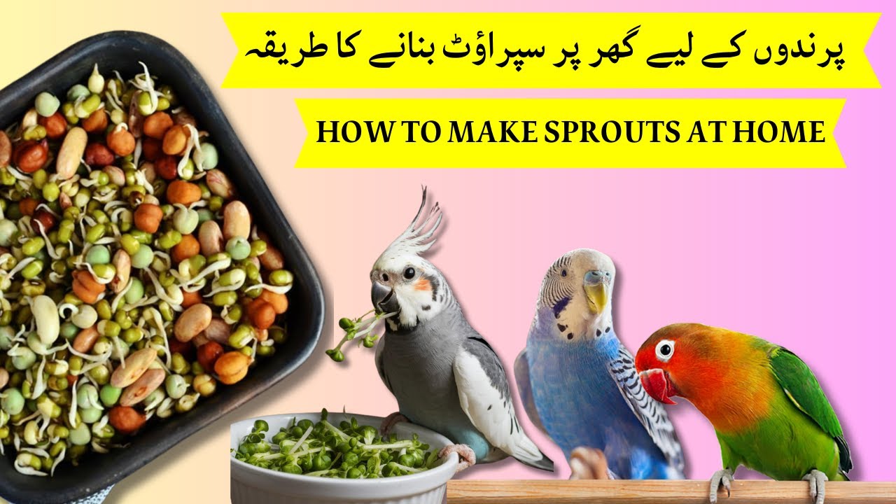 How to Grow sprouts seeds for Budgies Parrots Cockatiel Lovebird ...